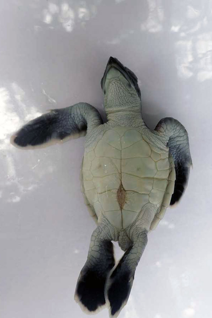 Blog A two-headed sea turtle embryo: A rare occurrence of polycephaly