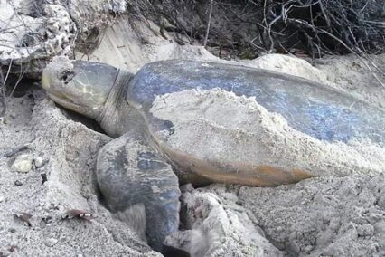 Flatback Turtle | Olive Ridley Project
