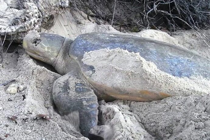 Flatback Turtle | Olive Ridley Project