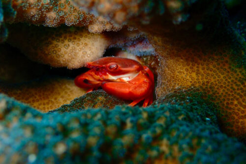 What Do Sea Turtles Eat? | Olive Ridley Project