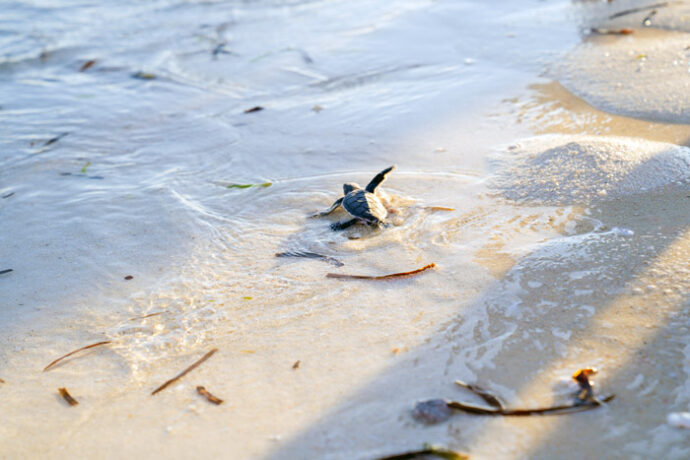 Blog Best Practices For Sea Turtle Hatching Events
