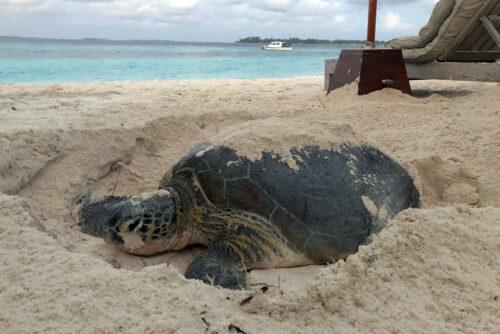 Life Cycle of Turtles - Olive Ridley Project