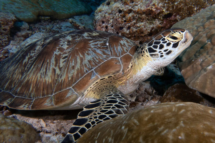 Blog L. Gaadhoo: the greatest green turtle nesting site in the Maldives