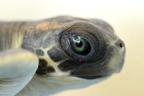 Flatback Turtle | Olive Ridley Project