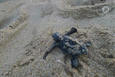 Olive Ridley Turtle | Olive Ridley Project