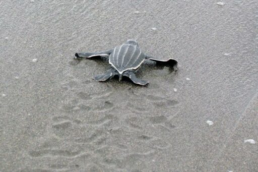 Leatherback Turtle | Olive Ridley Project