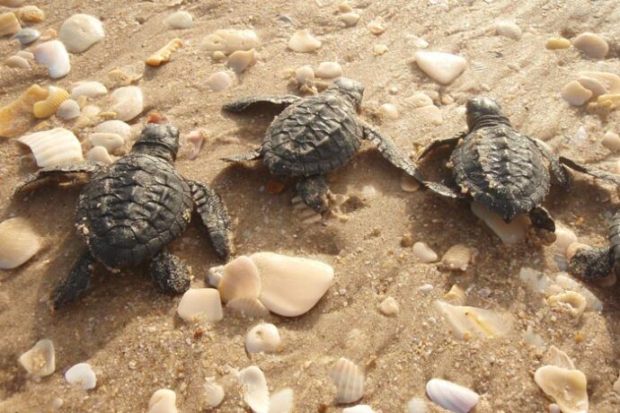 Kemp's Ridley Turtle | Olive Ridley Project