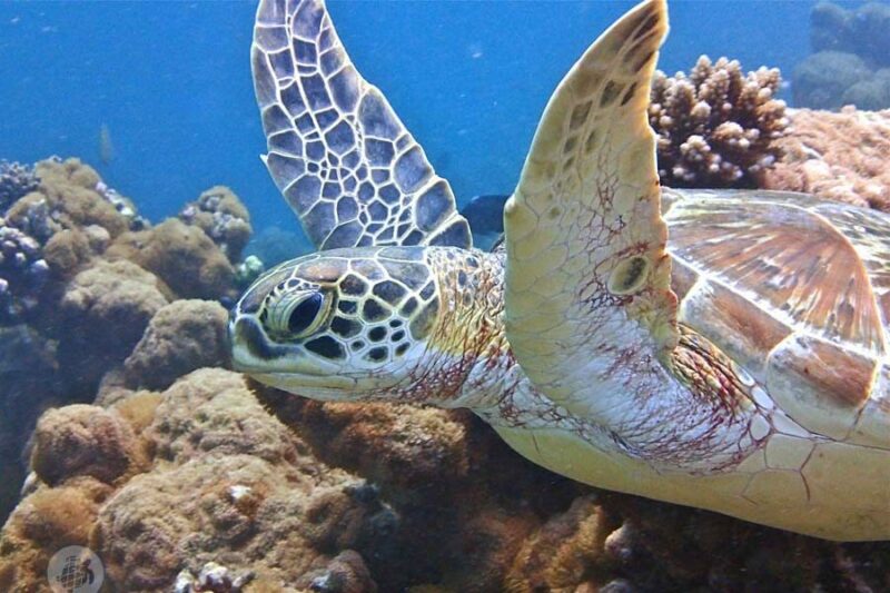 Donate to the Olive Ridley Project