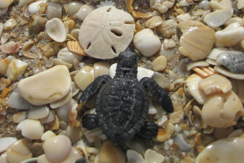 Kemp's Ridley Turtle | Olive Ridley Project