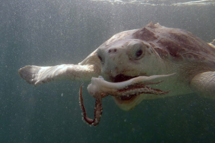 Kemp's Ridley Turtle | Olive Ridley Project