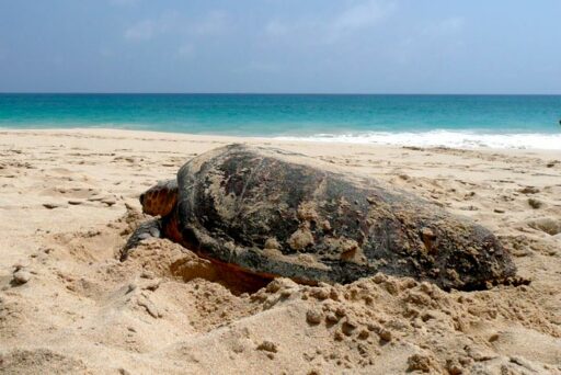Loggerhead Turtle | Olive Ridley Project