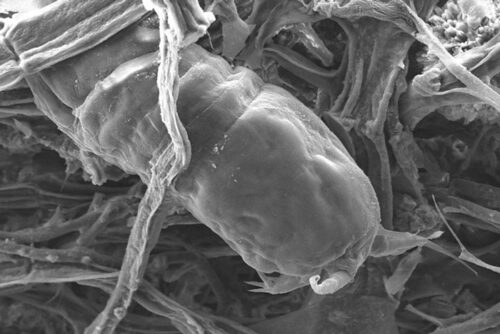 What Are Ghost Nets? The Silent Killers of Our Oceans | ORP