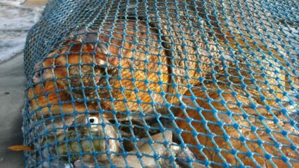 Threats to Sea Turtles - Olive Ridley Project