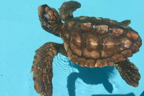 Loggerhead Turtle | Olive Ridley Project