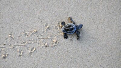 Loggerhead Turtle | Olive Ridley Project