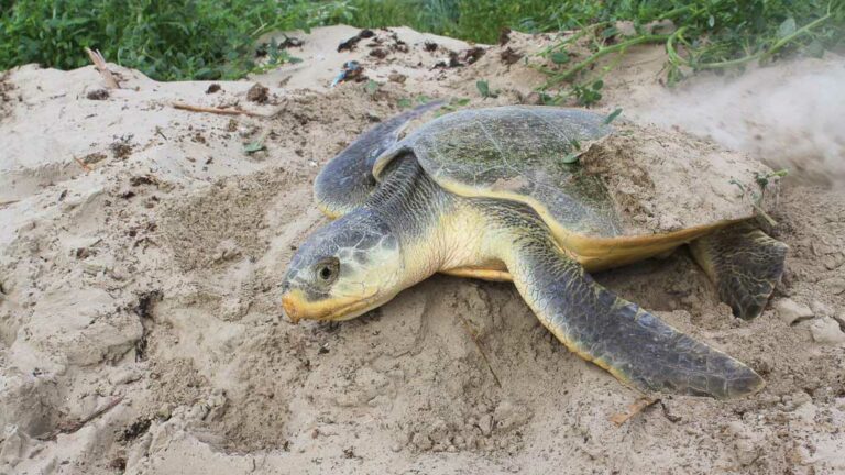 Sea turtles of the Atlantic Ocean | Olive Ridley Project