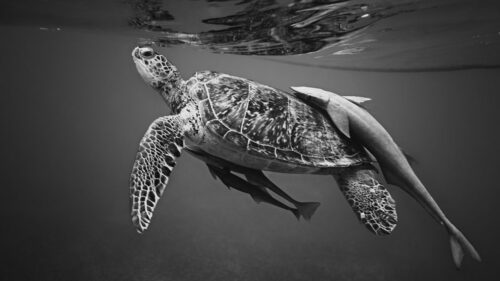 Sea turtle hitchhikers – the symbiotic relationships of sea turtles ...