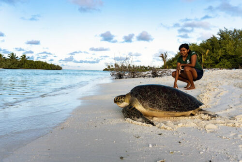 A successful rescue mission saves five green sea turtles | Olive Ridley ...