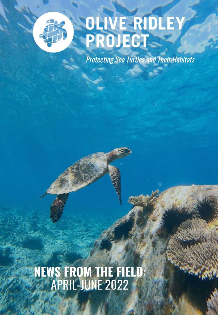 Impact Reports | Olive Ridley Project