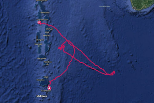 Why satellite tag sea turtles? | Olive Ridley Project