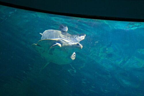 Heidi the flying turtle | Olive Ridley Project
