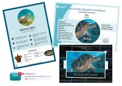 Name & adopt a turtle | Support sea turtle conservation