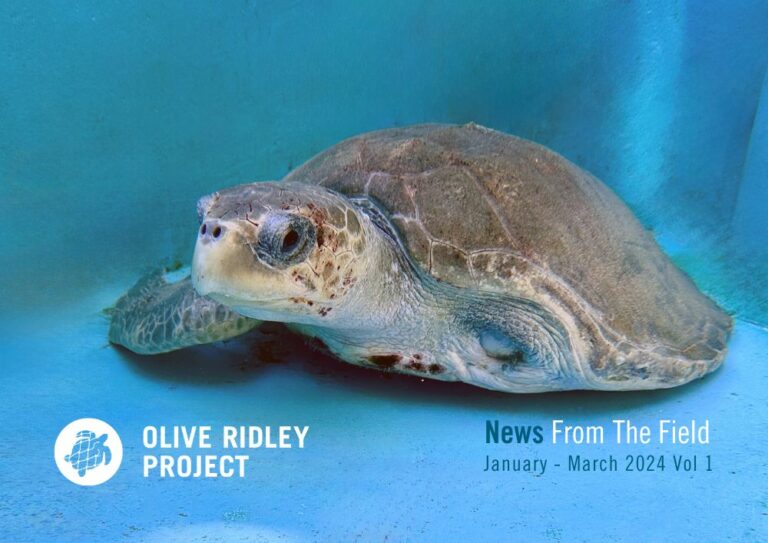 Impact reports | Olive Ridley Project