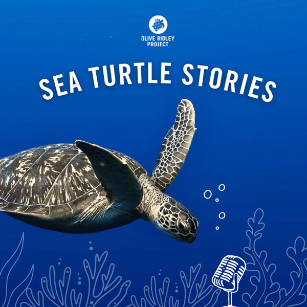 Podcast Sea Turtle Stories - Episode 7