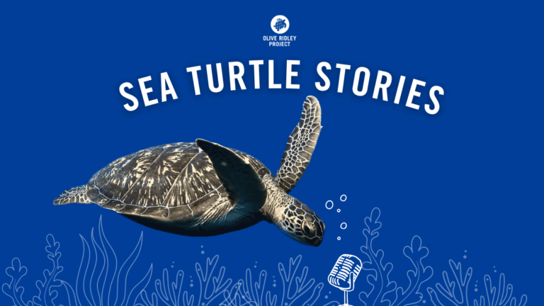 Sea Turtle Stories press release | Olive Ridley Project