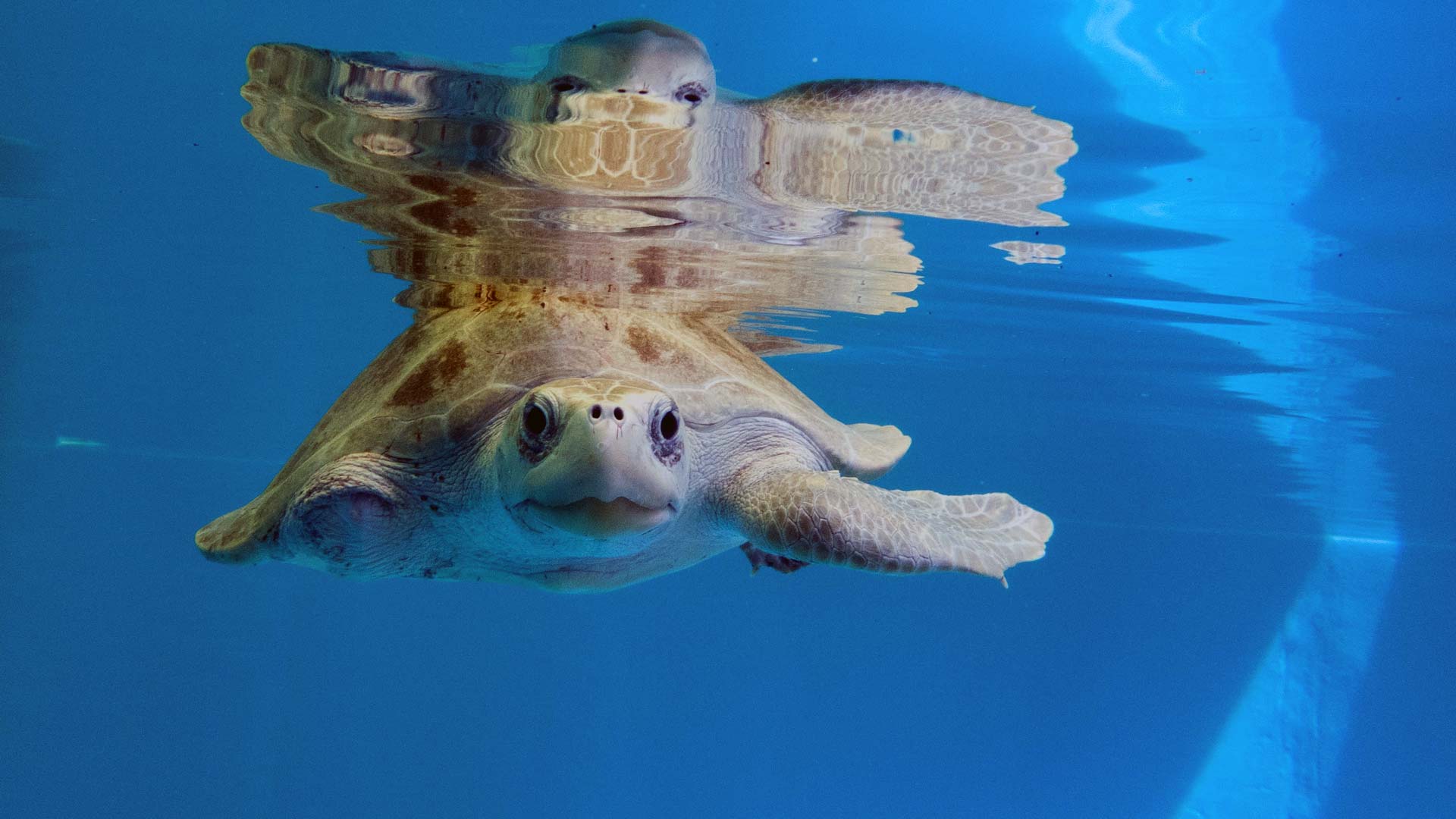 Adopt a turtle patient | Olive Ridley Project