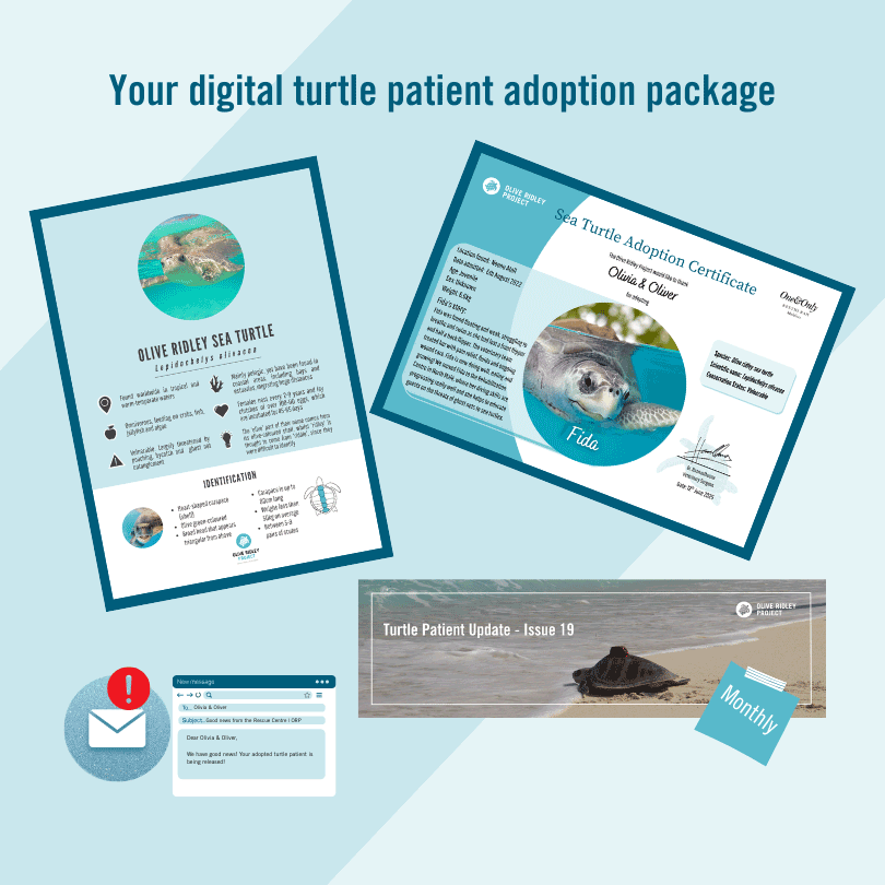 Adopt a turtle patient Fida