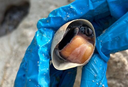 Why do turtle eggs fail to hatch? Glowing microscopic cells reveal the ...