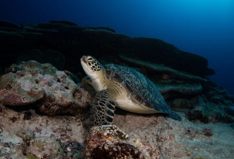 Green turtles downlisted on IUCN Red List, but conservation challenges ...