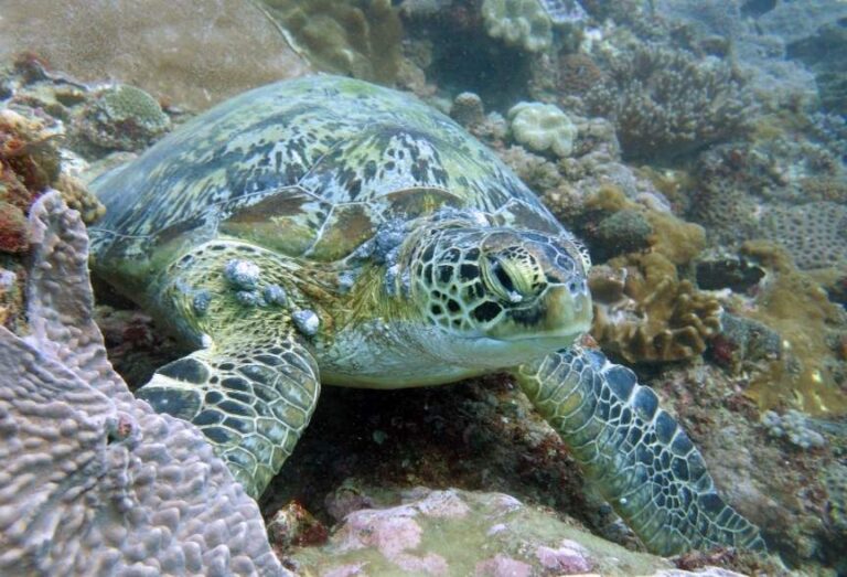 Why are sea turtles getting tumours? The science behind FP disease ...