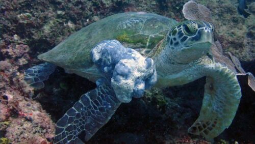 Why are sea turtles getting tumours? The science behind FP disease ...
