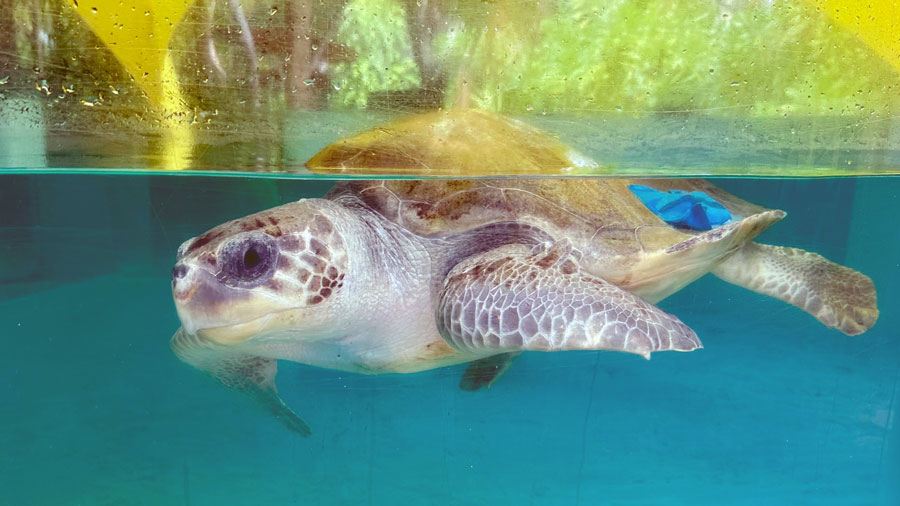 Primary causes of sea turtle rescue cases in the Maldives | Olive ...