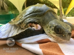 Donate to the Olive Ridley Project